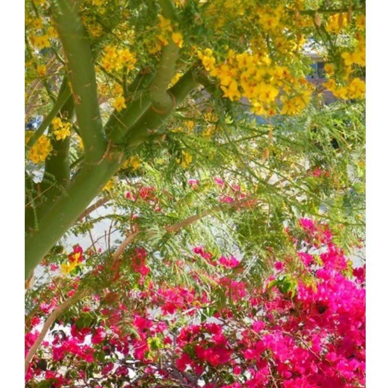 Service Direct Landscape